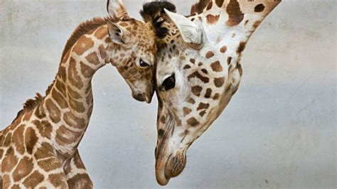 147 Curiosidades de las jirafas El animal más alto del mundo