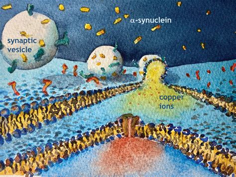 Artistic Drawing Of Synaptic Vesicles Fusing With The Plasma Membrane