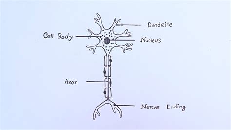 How To Draw Neuron Cell Easy Draw Nervous System Easy Youtube