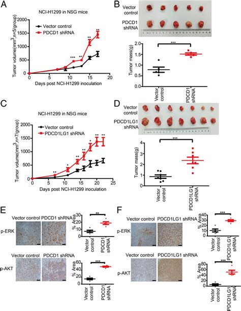 Knockdown Of Pdcd Pdcd Lg Promotes In Vivo Tumor Growth And Enhances