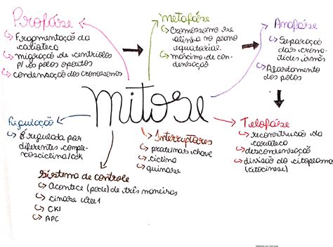 Mitose Biologia Celular Mapa Mental Biologia Celular