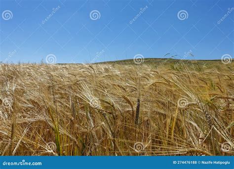 World Barley Production Barley Cultivation And Barley Harvest Barley