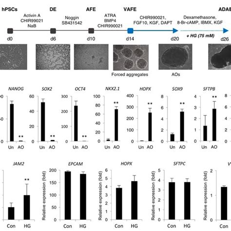 High Glucose Upregulated Jam Expression In Human Aos A Schematic
