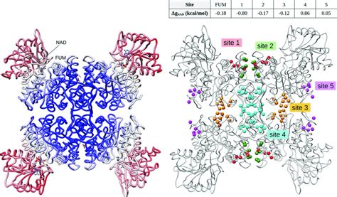 Inducing The Allosteric Response In The NADME Left Reverse