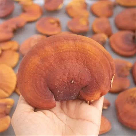 Ganoderma Lucidum Agriculture Dried Antioxidants Reishi Naturally