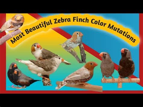 Zebra Finch Color Mutations Top Zebra Finch Color Mutations