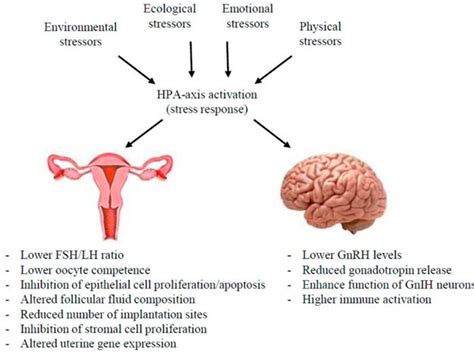 Stress And The Hpa Axis Balancing Homeostasis And Fertility Facts About Fertility