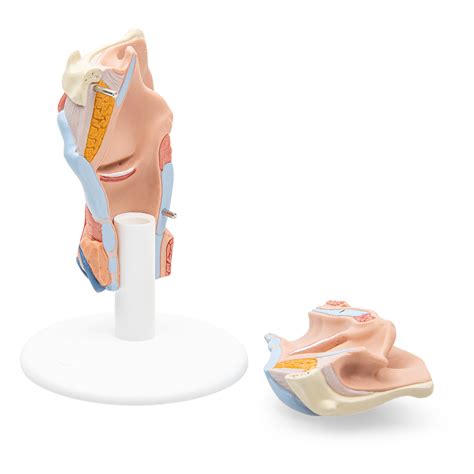 Human Larynx Model 2 Part 3B Smart Anatomy 1000273 3B Scientific