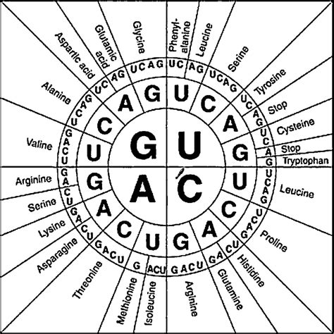 List Of Codon Charts