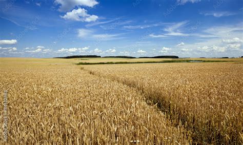 Naklejka pejzaż lato aleja natura łąka Dekowizja pl