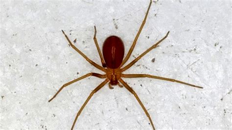 Ragno Violino Cosa Fare Se Entra In Casa E Come Evitare Che Succeda