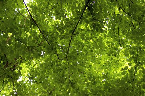 Fotos gratis árbol bosque rama luz de sol hoja verde Produce