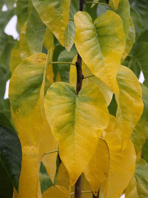 White Shield Osage Orange J Frank Schmidt Son Co
