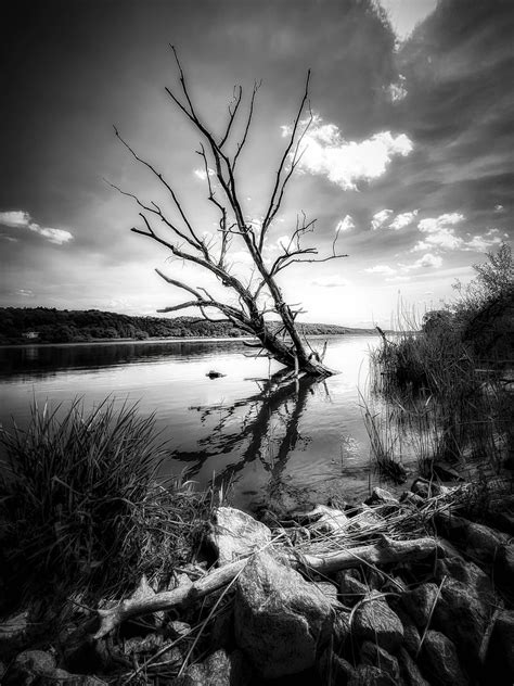Unten Am Fluss Der Tote Baum Down By The River T