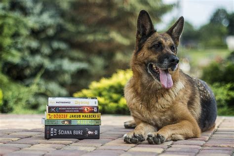I libri sui cani più belli da leggere e a cui appassionarsi