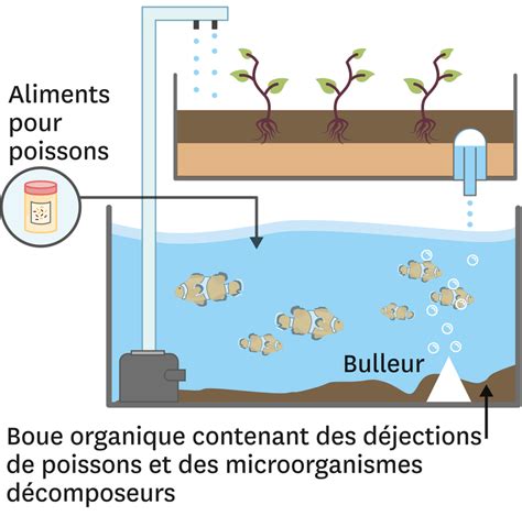 Les échanges dans un système aquaponique S entrainer