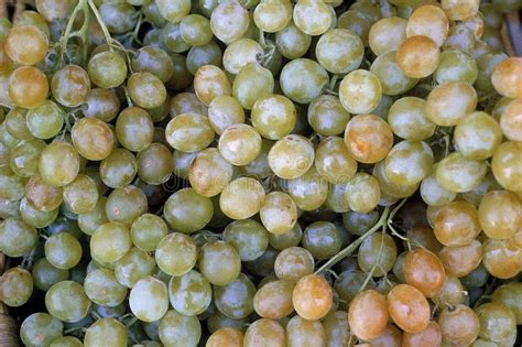 Chasselas Vitis Vinifera De Uva Blanca Contra Fondo Blanco Foto De