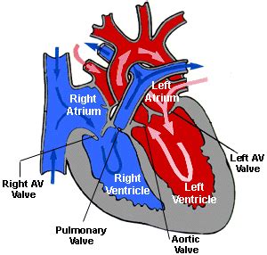 Atrioventricular Valve Function
