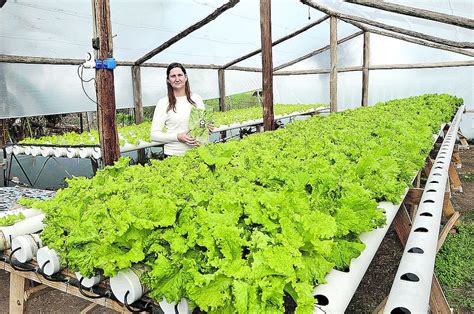 Invernaderos hidropónicos la técnica de cultivar sin tierra
