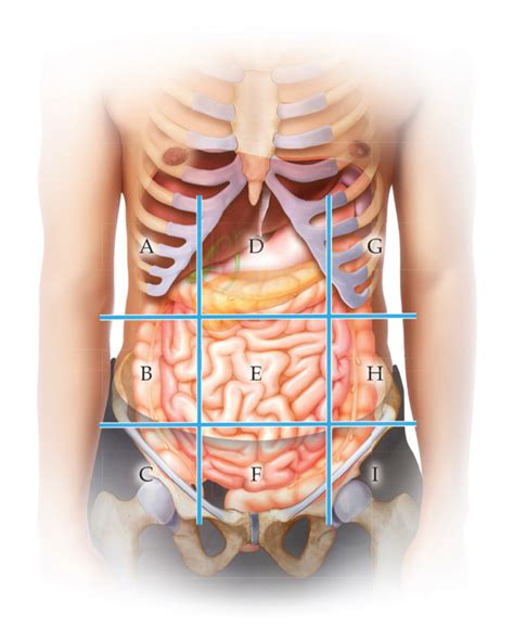Abdominal Regions Diagram Quizlet