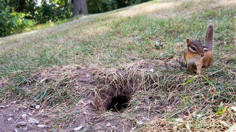 How To Get Rid Of Chipmunks Safely And Humanely Tom S Guide