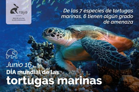 Día Mundial de las Tortugas Marinas 2020 RAYA Red de Ayuda a los