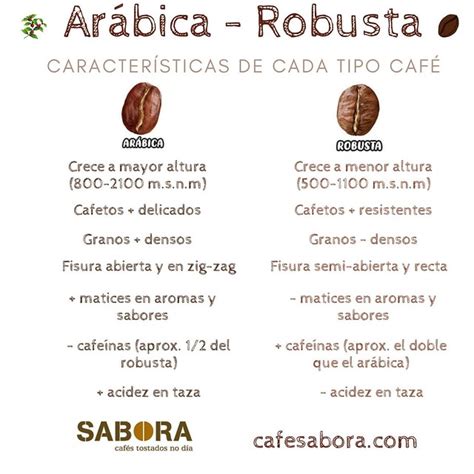 Café de Especialidad qué es y qué lo hace tan especial SABORA Cafés
