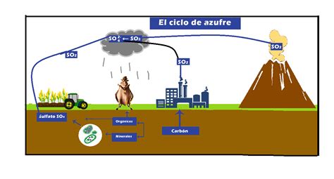 El Ciclo Del Azufre El Ciclo Del Azufre