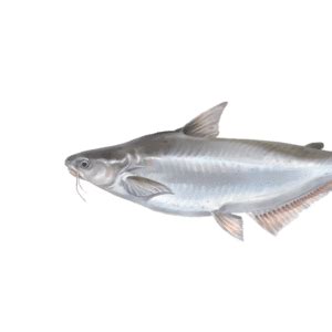 Panga Poradnik Rybny WWF