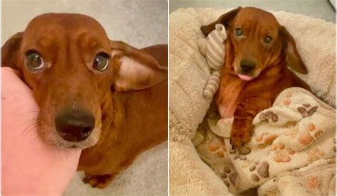 Por Qu No Se Deber A Separar A Los Perros Que Se Quedan Pegados