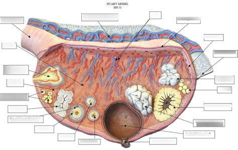 A P Ovary Model Diagram Quizlet