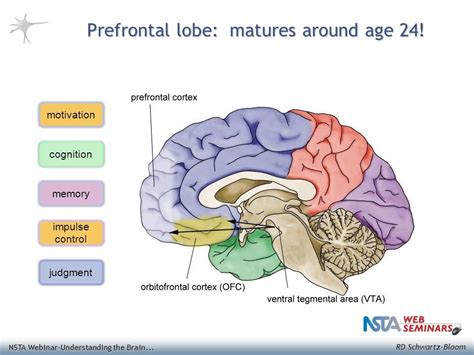 pin on cns brain