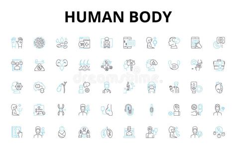 Conjunto De Iconos Lineales Del Cuerpo Humano Anatomía Fisiología