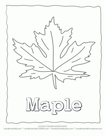Maple Leaf Coloring Page Our Leaf Coloring Page Collecting With
