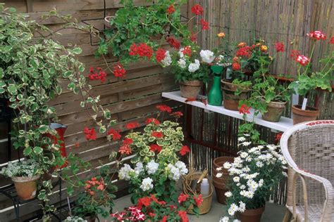 Voici les 5 meilleures plantes pour égayer votre espace extérieur