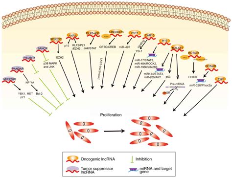 long non‑coding rnas in lung cancer regulation patterns biologic function and diagnosis