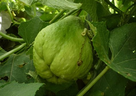 Chayote Un Cultivo Ancestral Ruraltv