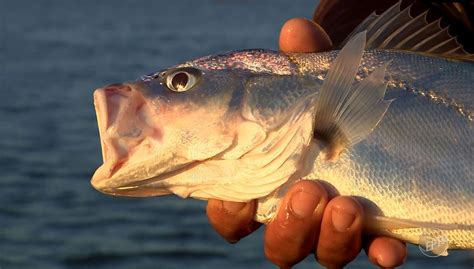 In Cio Da Piracema Saiba Quais Peixes S O Permitidos Pescar Durante O
