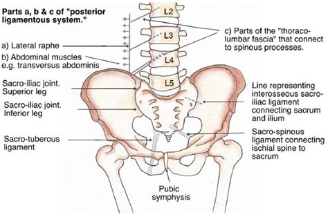 Anterior View Of The Human Pelvis Showing The Ligaments Holding The