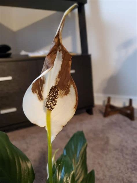 Peace Lily Flower Turning Brown Causes And Cure Cutting Edge Plants
