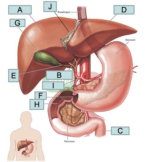 Liver And Biliary Anatomy Diagram Diagram Quizlet