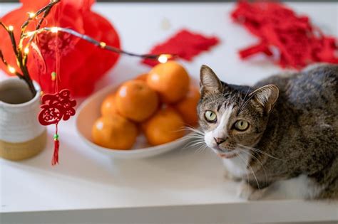 El gato prepara las celebraciones del año nuevo chino en casa un lindo