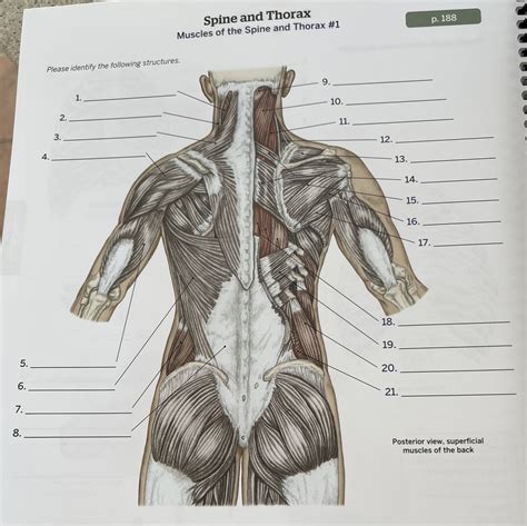 Muscles Of The Spine And Thorax 1 Diagram Quizlet