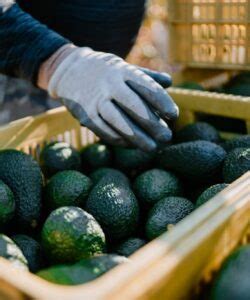 Injertar aguacates paltas paso a paso Cómo y cuándo hacerlo