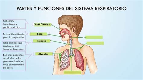 El Aparato Respiratorio Láminas Para El Aula Y Fichas Para El Alumno
