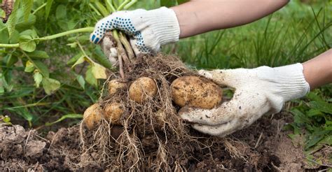 How To Plant Potatoes In A Garden Storables