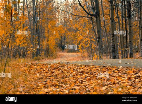 Forest Road Covered With Fallen Autumn Leaves Stock Photo Alamy