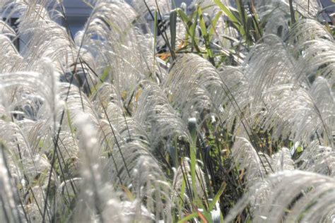 Gardening 101 Pampas Grass Gardenista