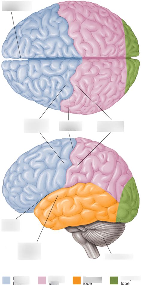 Chapter 3 Lobes Of Cerebral Hemisphere Diagram Quizlet