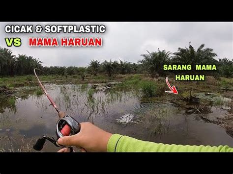 Pokok Sawit Mati Jadi Sarang Bagi Mama Haruan Kebun Sawit Banjir